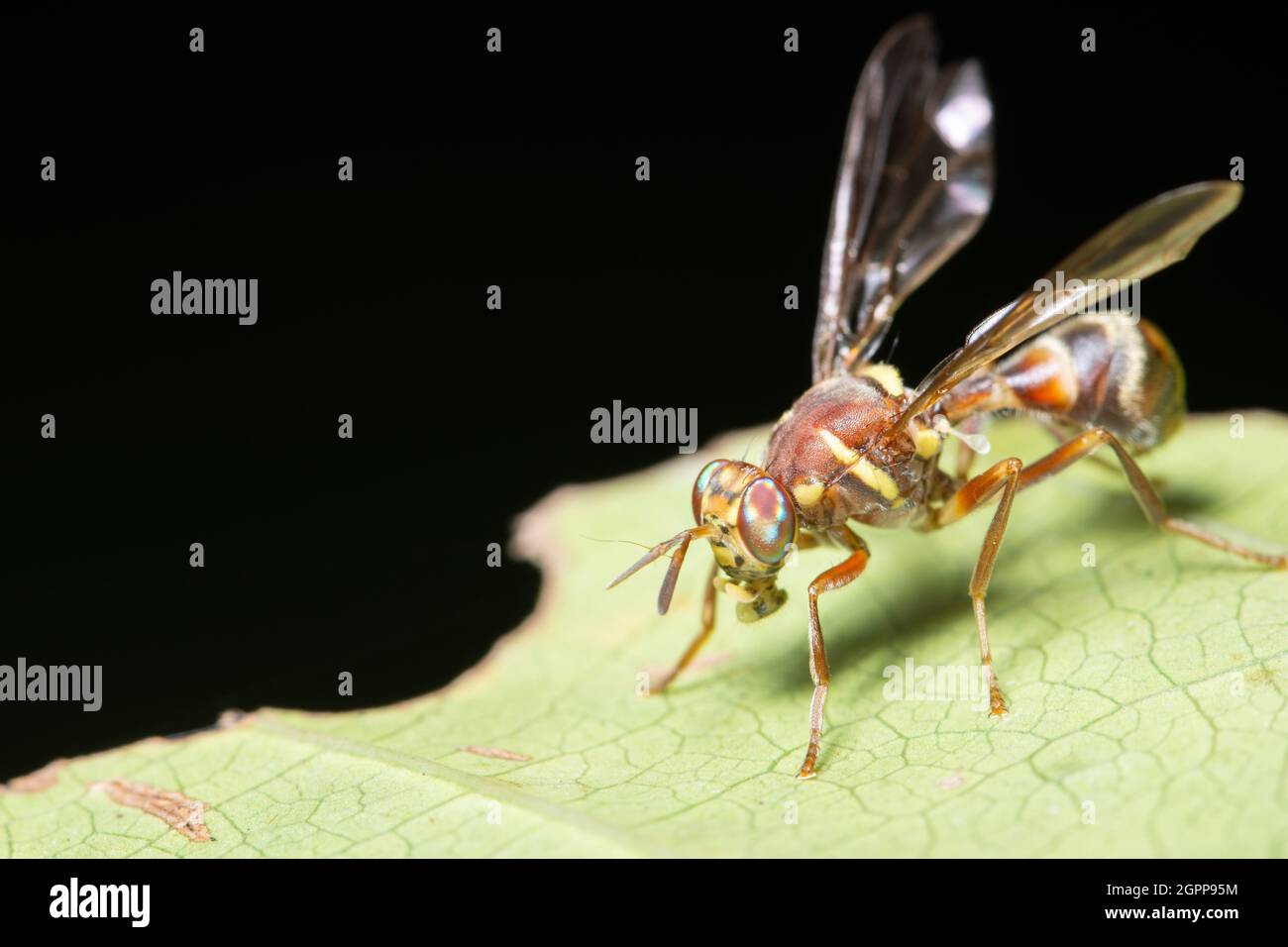 Fruit flies mating hi-res stock photography and images - Alamy