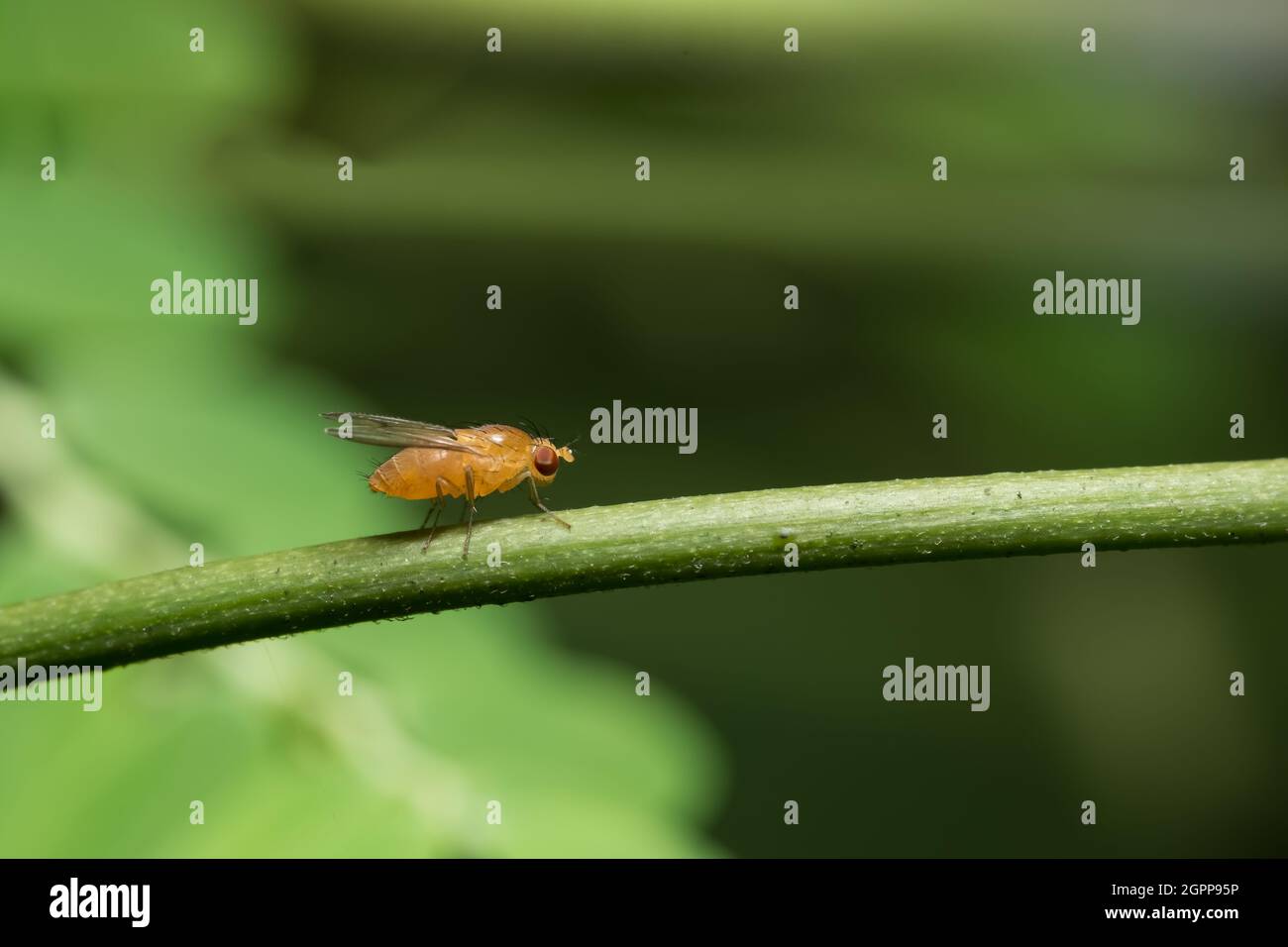 Close up photos of fruit fly Stock Photo - Alamy