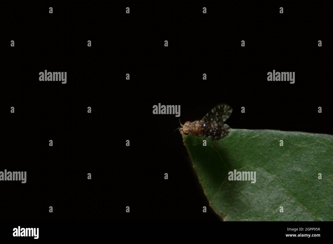 Close up photos of fruit fly Stock Photo - Alamy