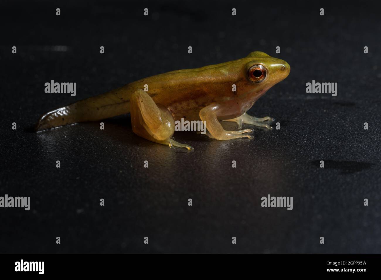 Frog puppet black background Stock Photo - Alamy