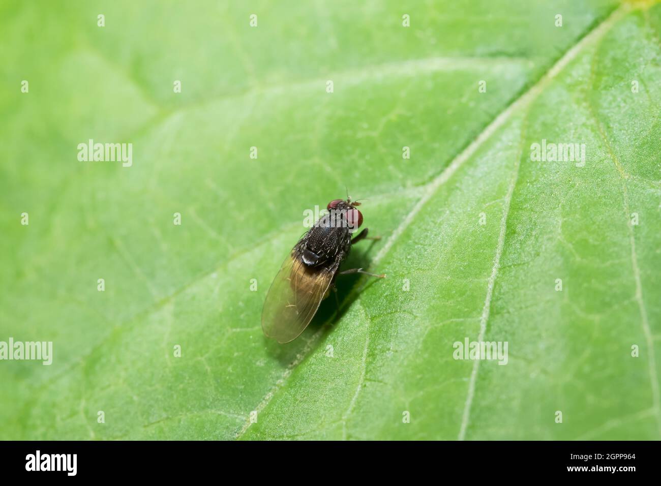 Close up photos of fruit fly Stock Photo - Alamy