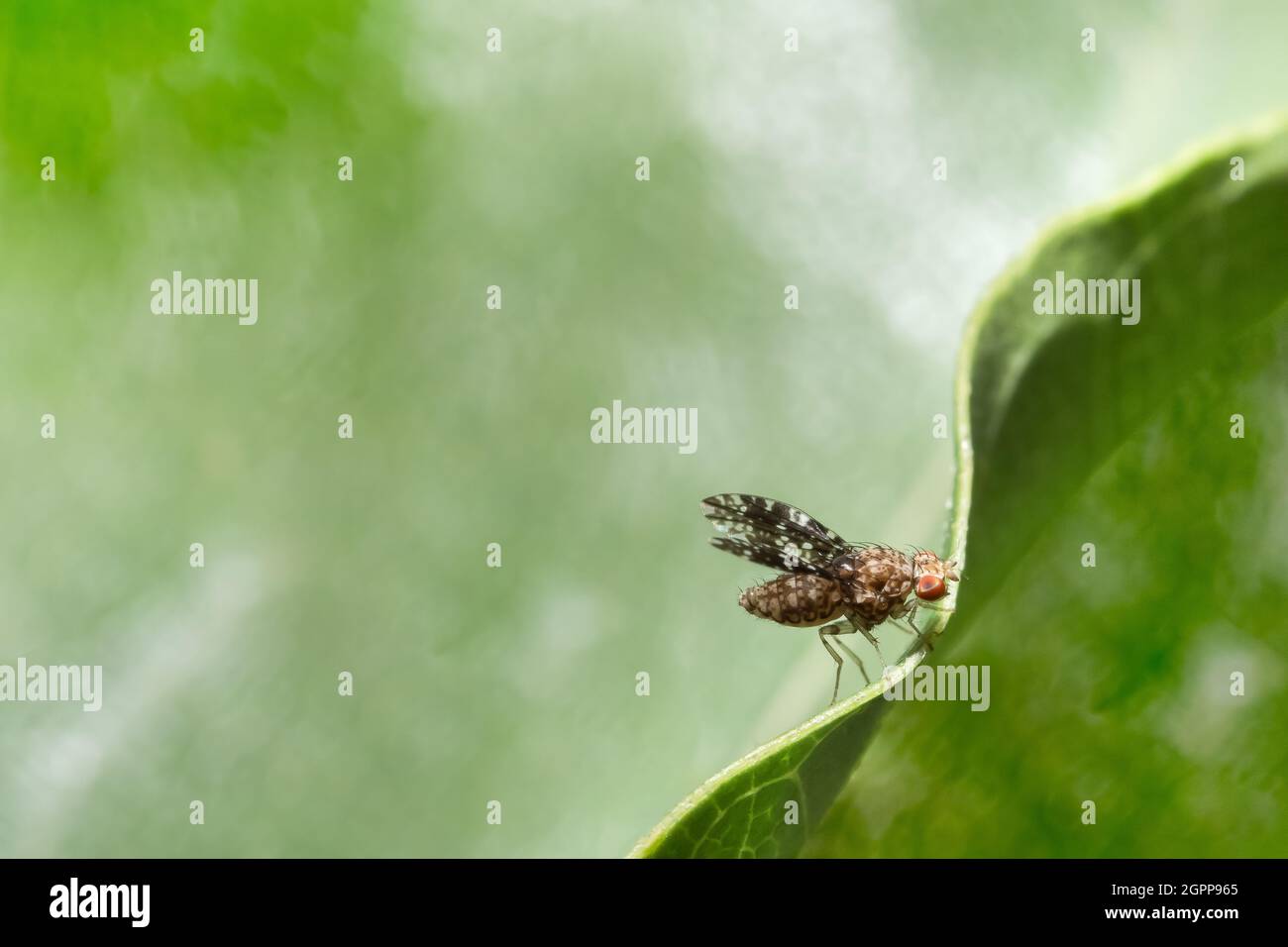 Close up photos of fruit fly Stock Photo - Alamy