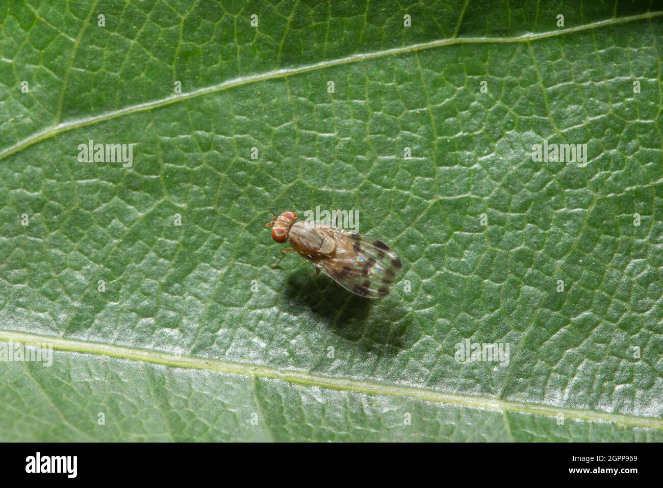 Close up photos of fruit fly Stock Photo - Alamy