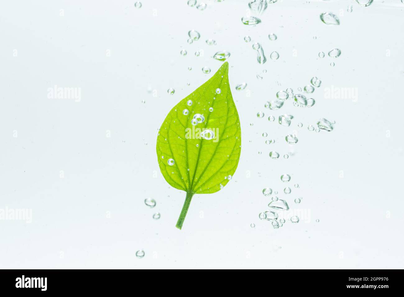 Leaves in the water with bubbles White background Stock Photo - Alamy