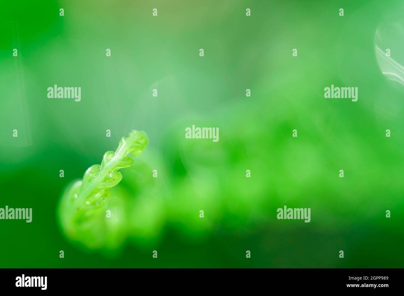 Environmental love concept love nature green leaf background Stock ...