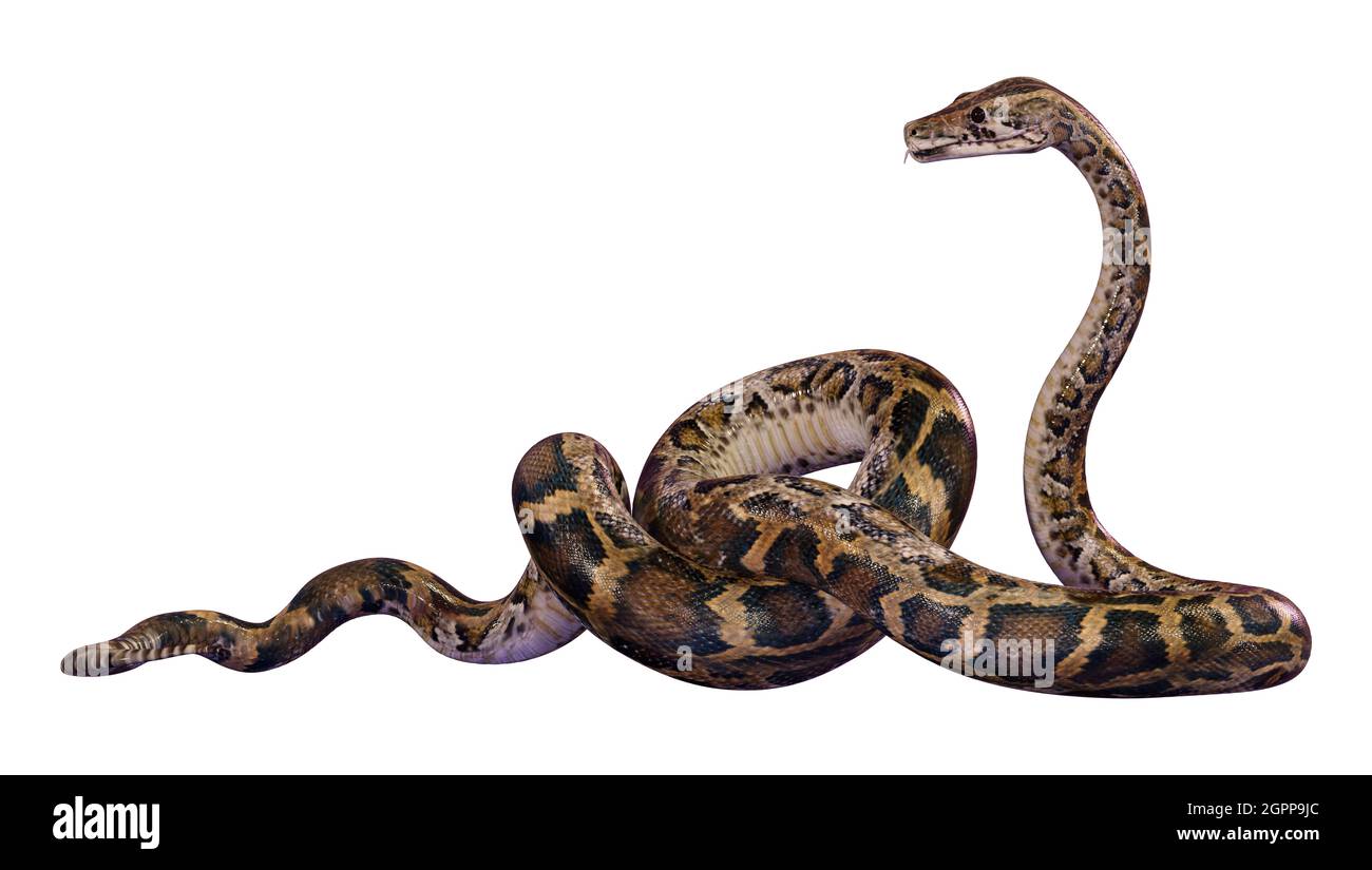 3D rendering of a Burmese python or Python bivittatus, one of the ...