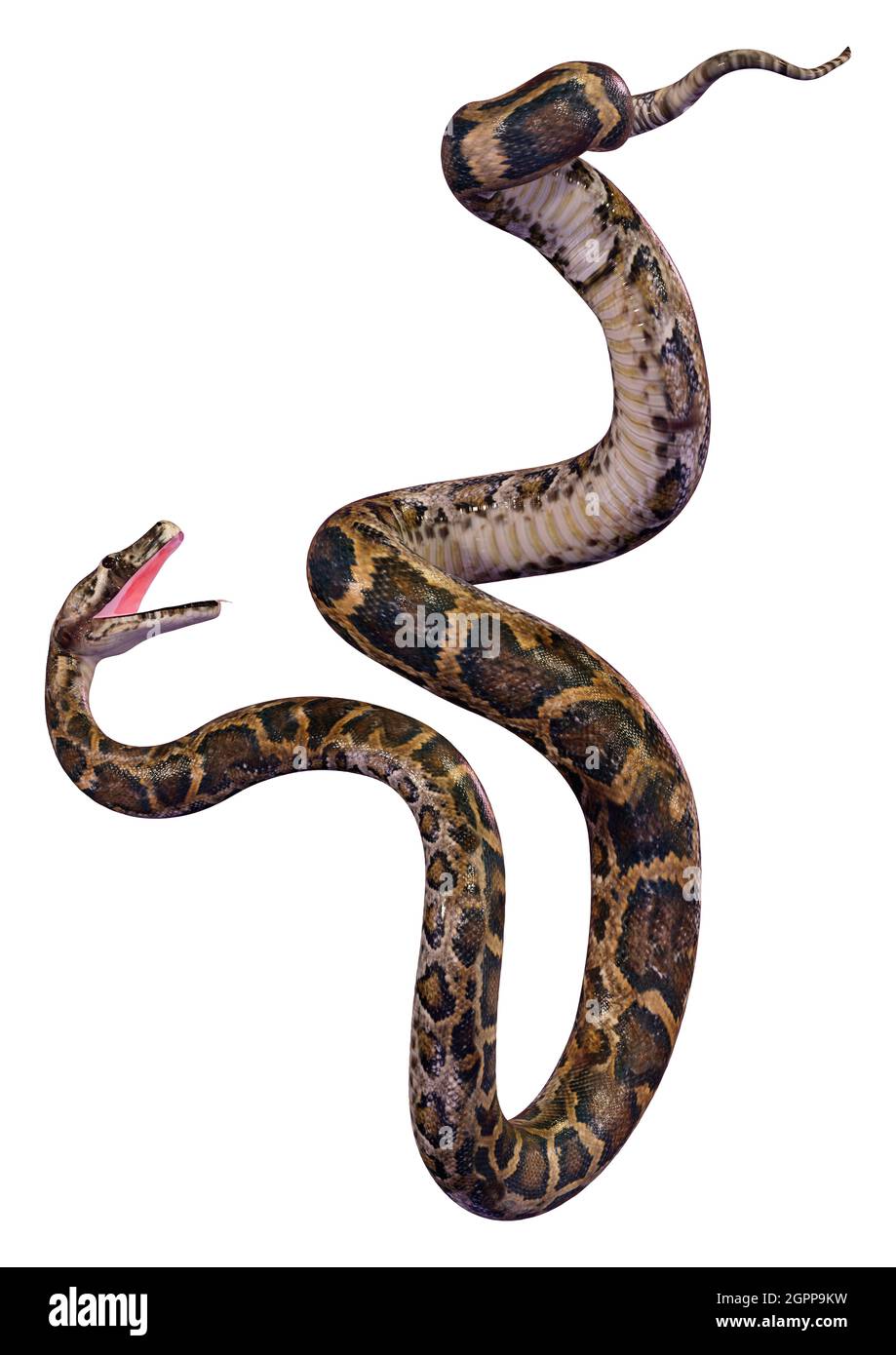 3D rendering of a Burmese python or Python bivittatus, one of the ...