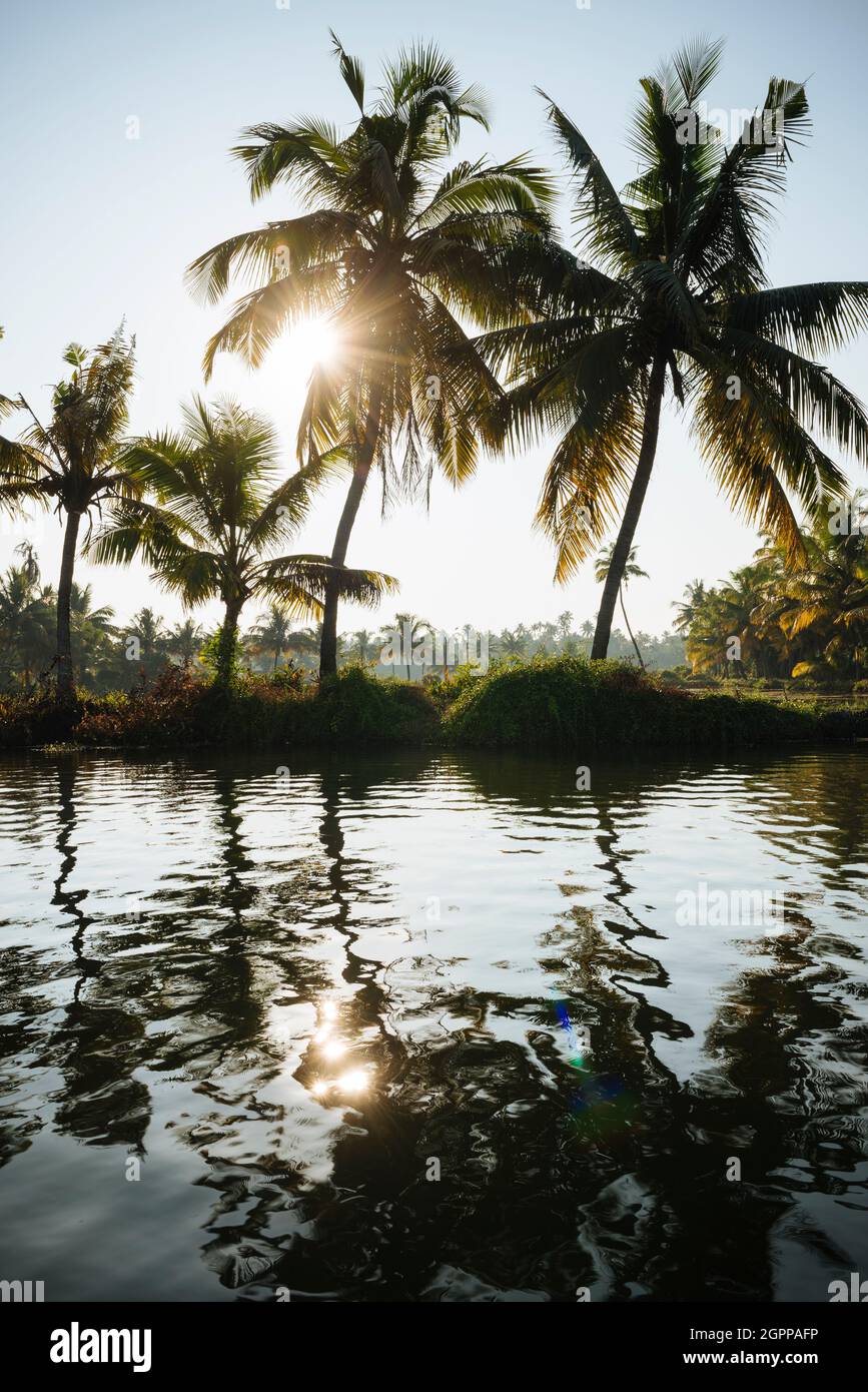 India, Kerala, Backwaters and palms near Paravoor Stock Photo - Alamy