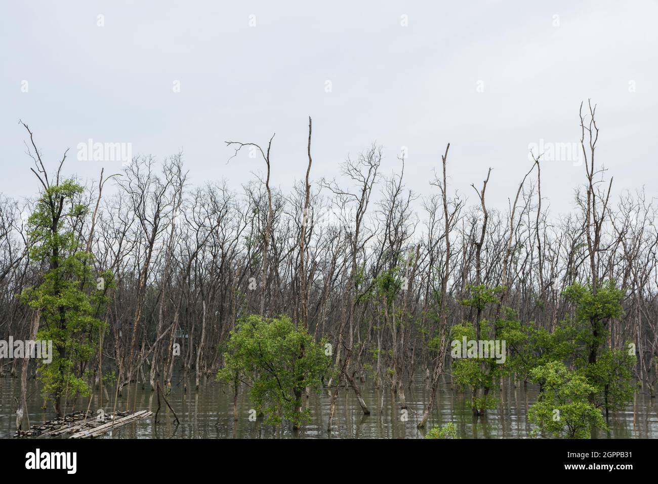 Mangrove forest view Stock Photo - Alamy