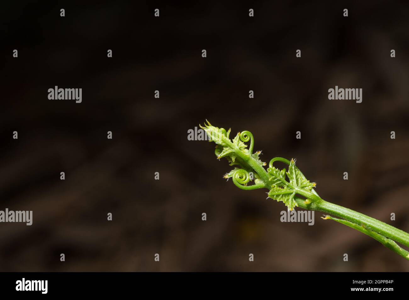 Leaf spring background Stock Photo - Alamy