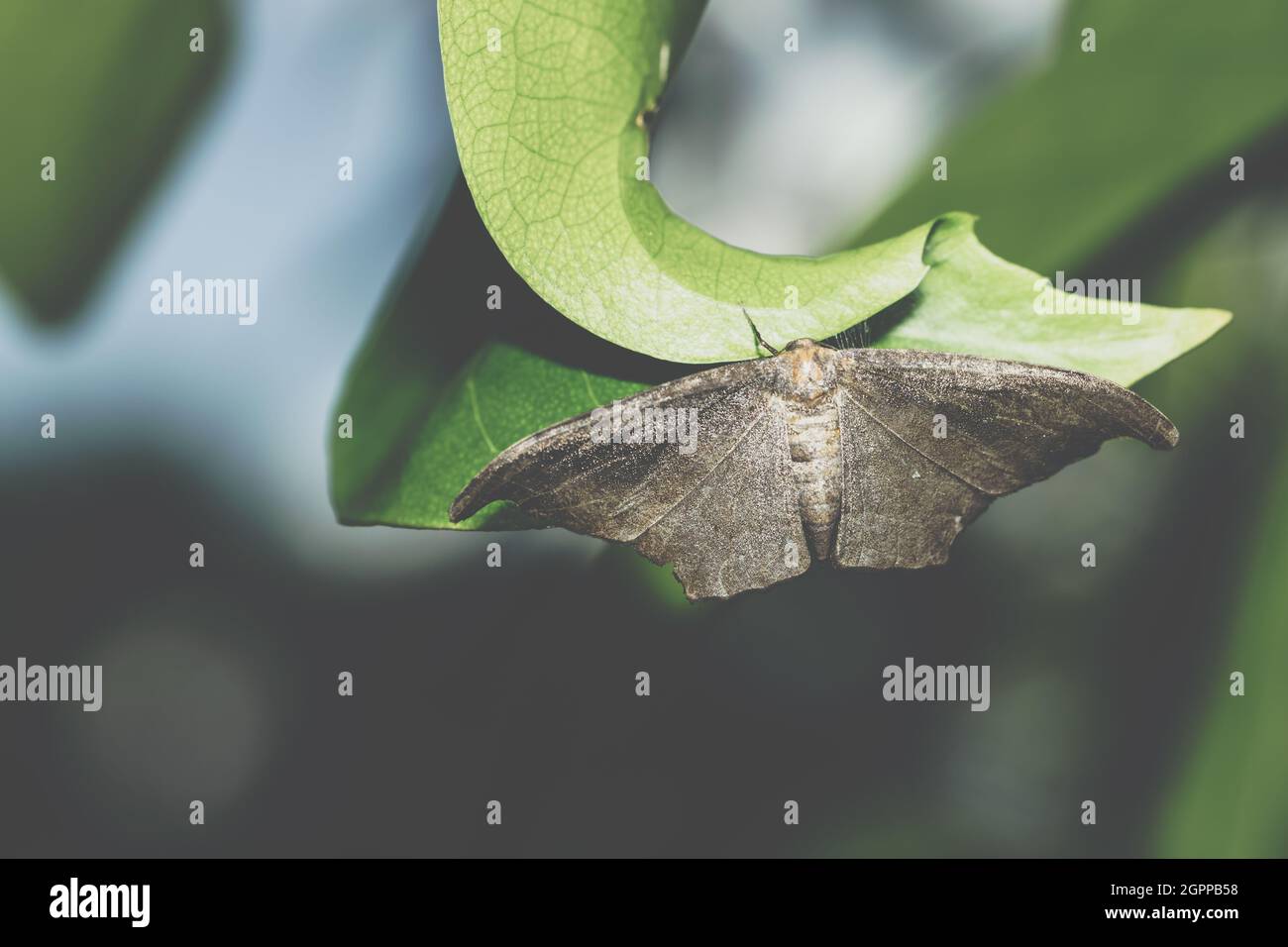 The moths are on the leaves Stock Photo - Alamy