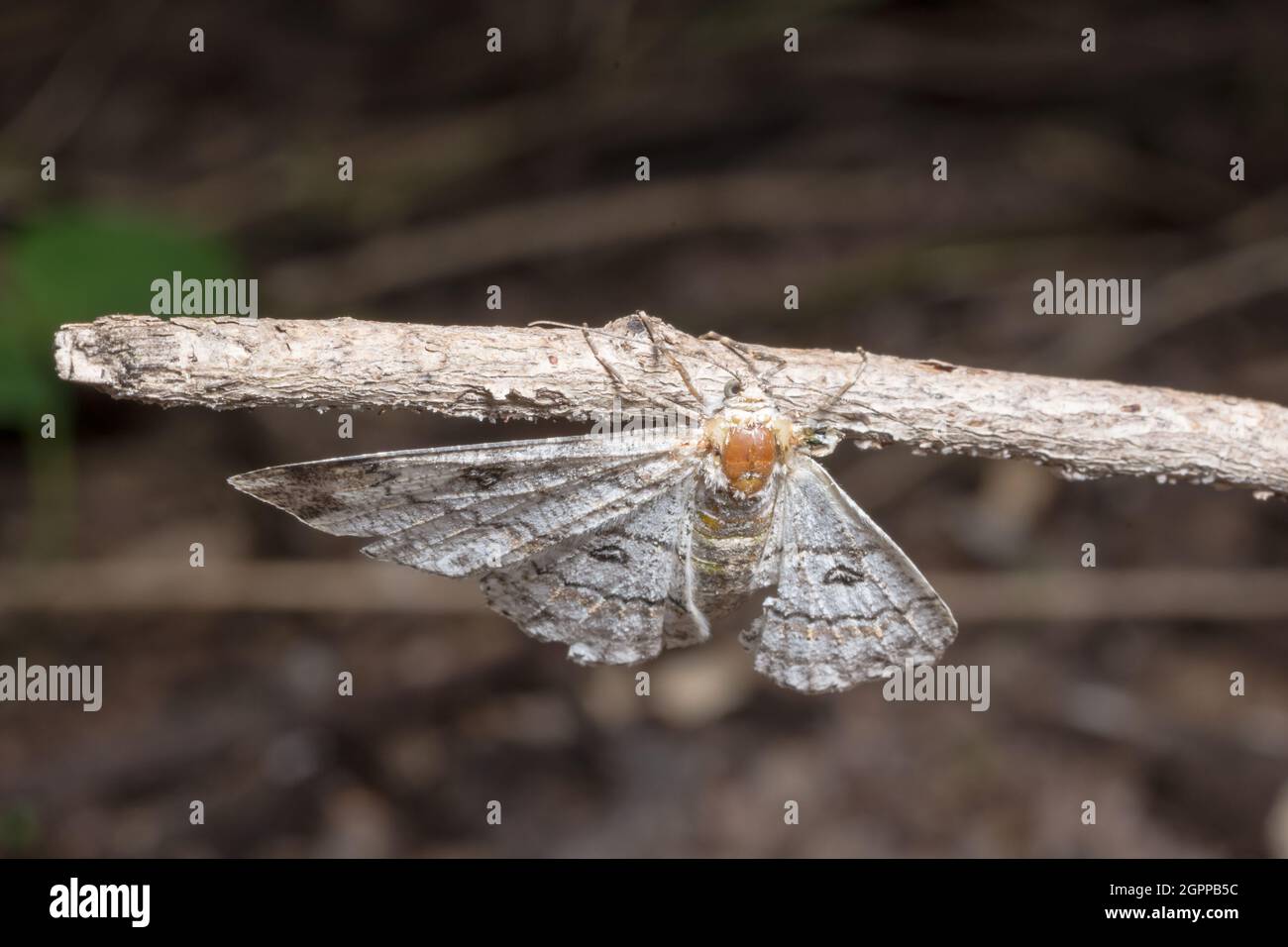 Moth close up Stock Photo - Alamy