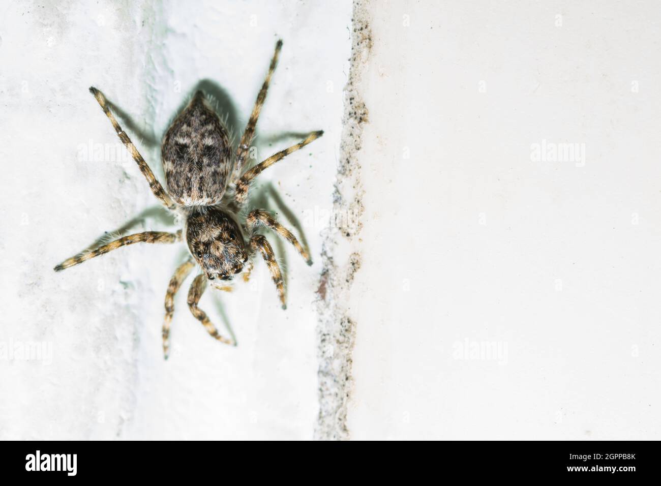 Spider on the wall Stock Photo - Alamy