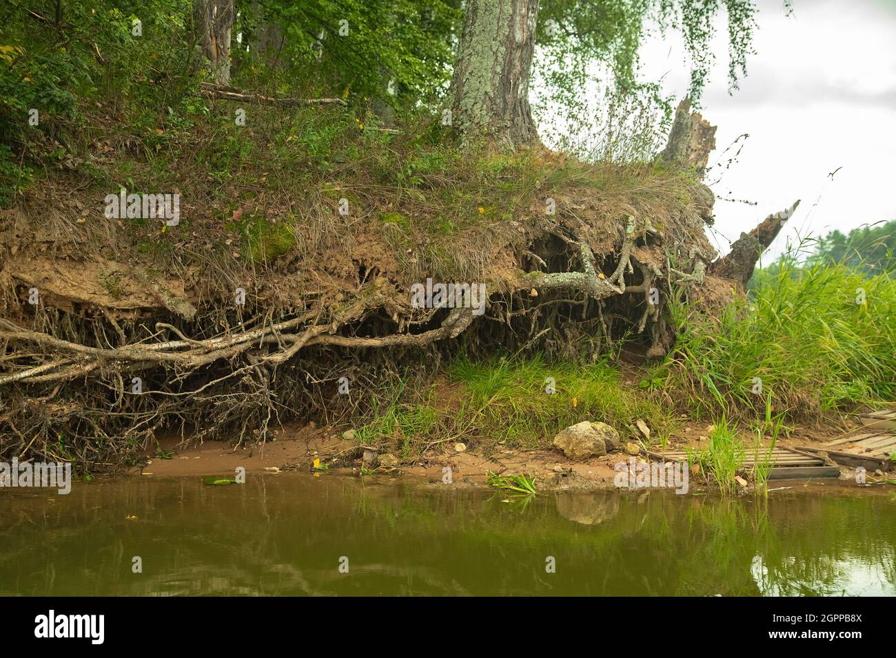 Roots of a powerful old tree on the river bank, summer forest landscape ...