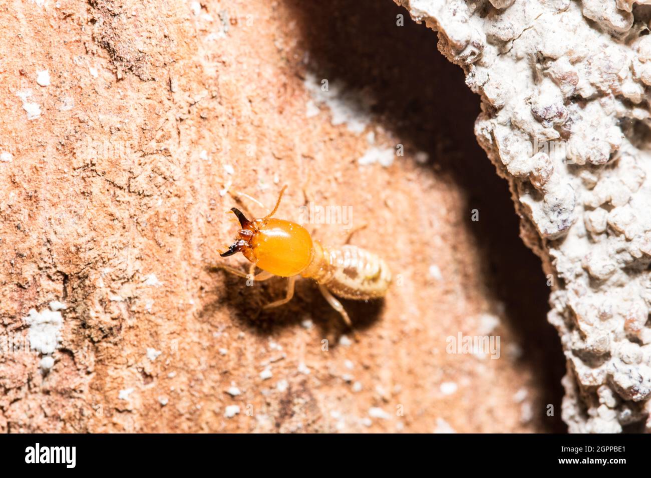 Macro termites are walking on the logs Stock Photo - Alamy