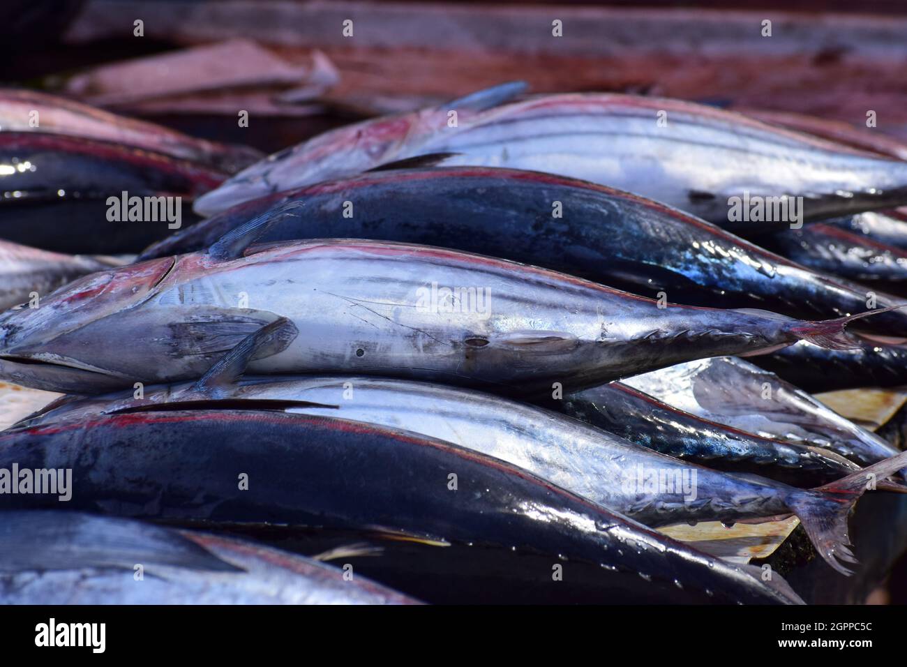 Tuna fish on market Stock Photo - Alamy