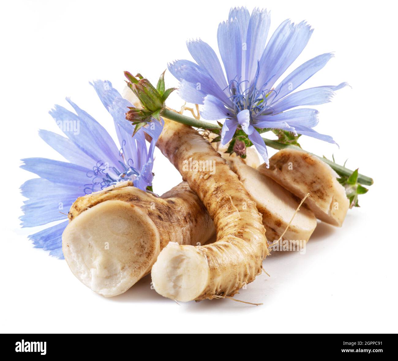 Chicory flowers and roots close up on the white background Stock Photo ...