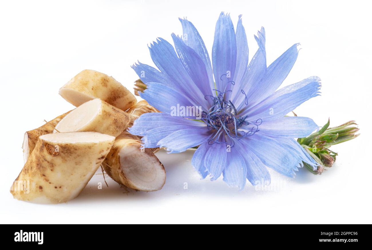 Chicory flowers and roots close up on the white background Stock Photo ...