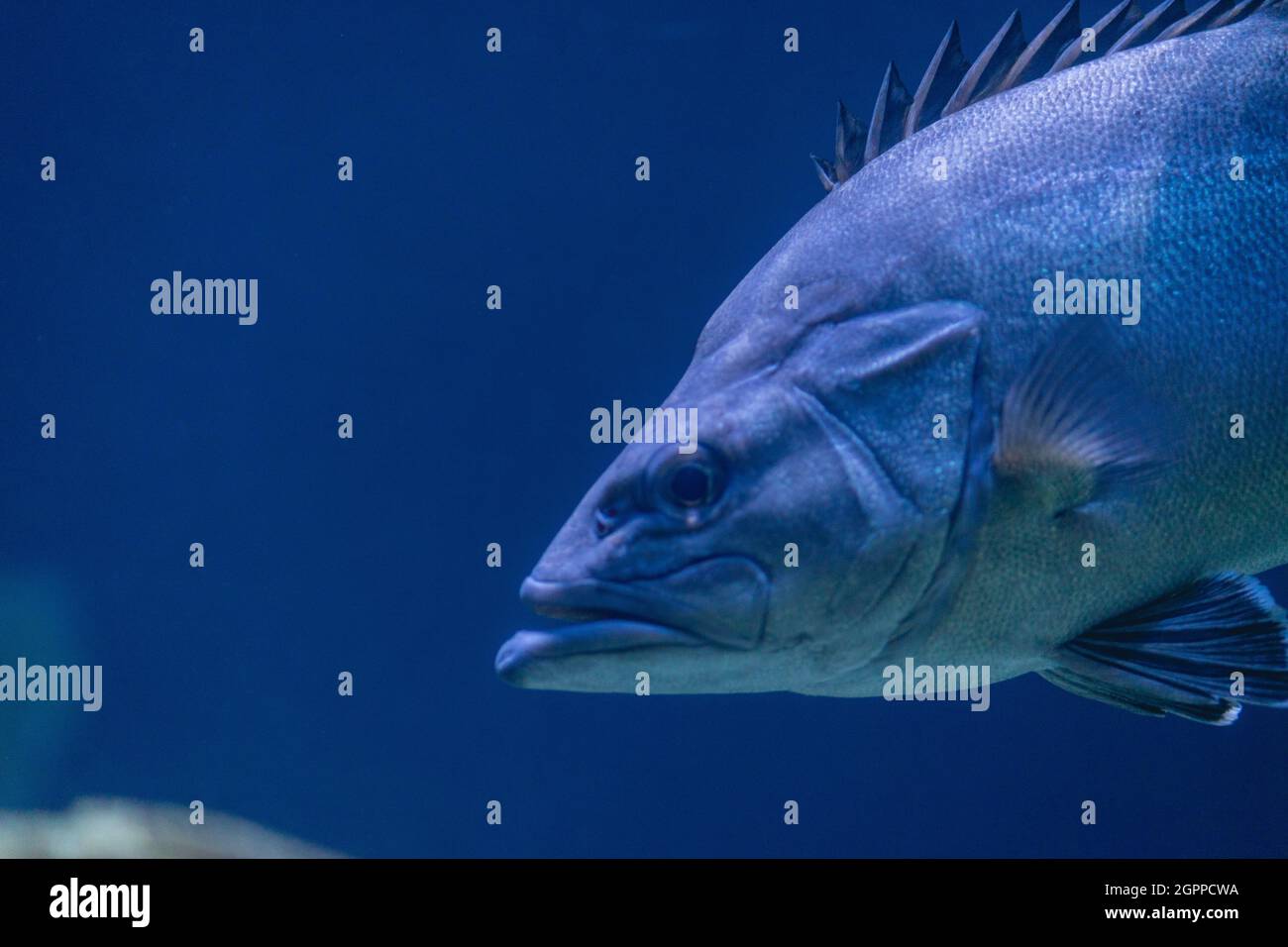 Fish in the aquarium in the Dutch Zoo, Diergaarde Blijdorp, Rotterdam ...