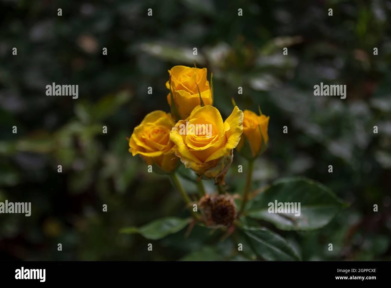 fresh yellow roses in spring. flower of separation and longing ...