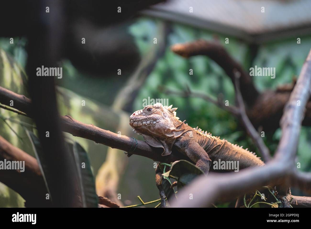 Lizard at the dutch zoo, Diergaarde Blijdorp Rotterdam, The Netherlands ...