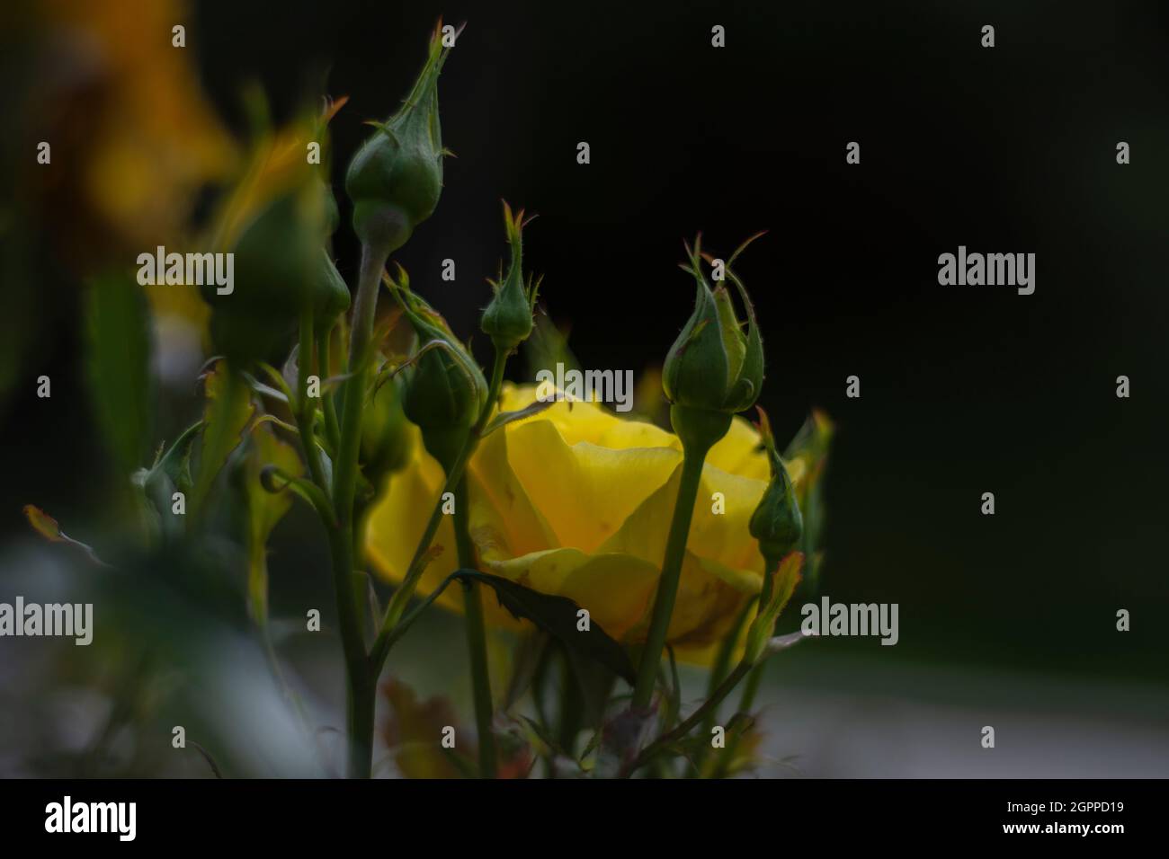 Dissimulation Clipart Flower