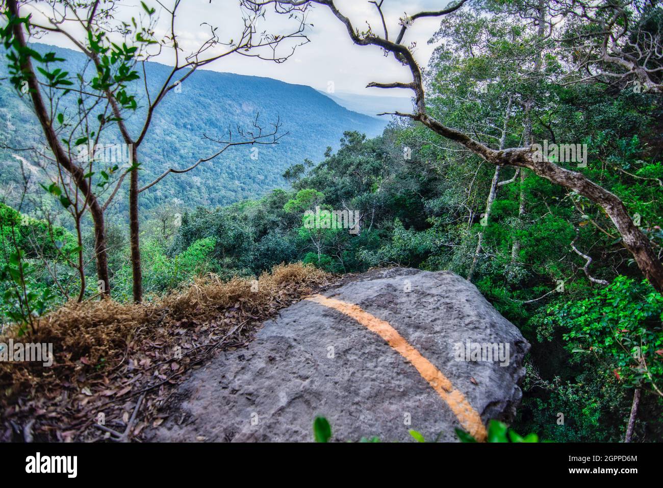 nature and forest Stock Photo - Alamy