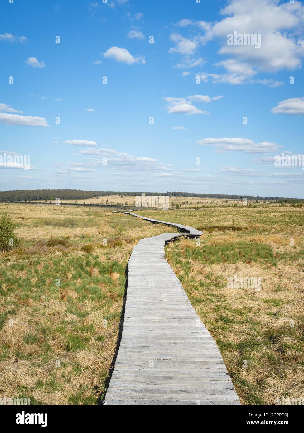 Les Haute Fagnes, Part of the Belgium Ardennes with burning trees Stock ...