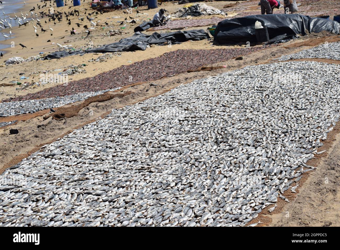Fish drying process on the sandy ground at coastline Stock Photo - Alamy