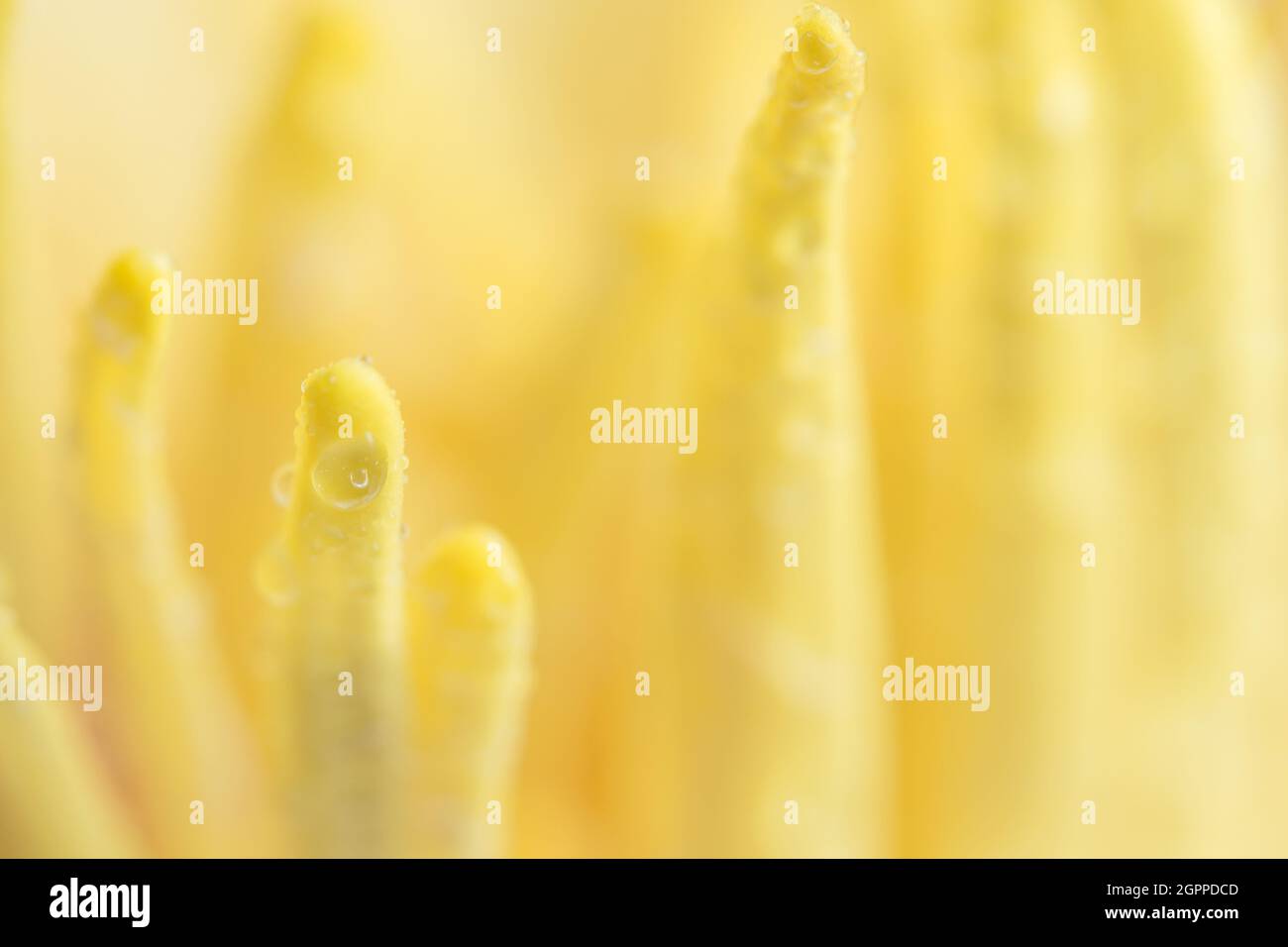 Water drops on yellow lotus pollen Stock Photo - Alamy