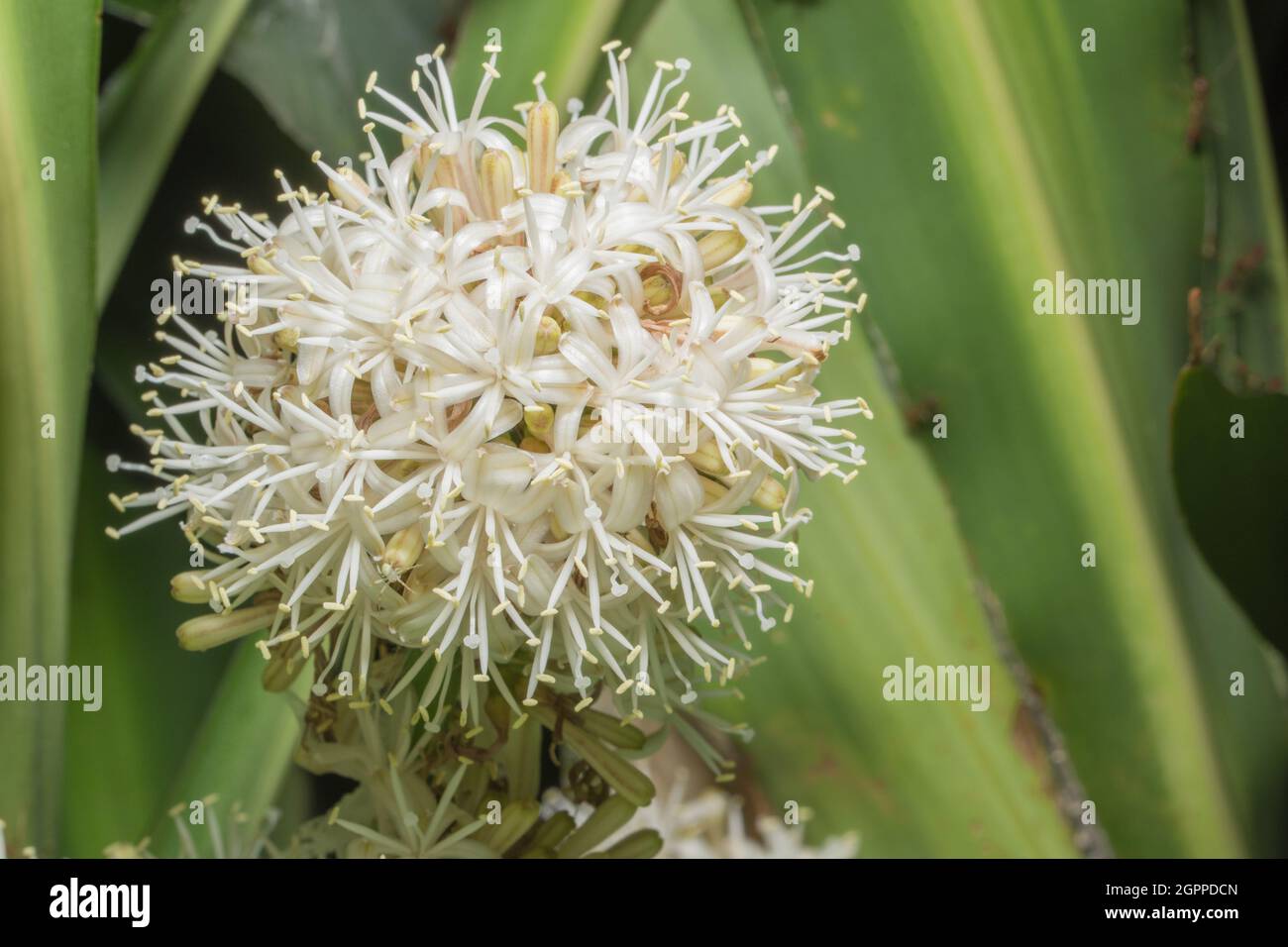 Background macro flower Stock Photo - Alamy