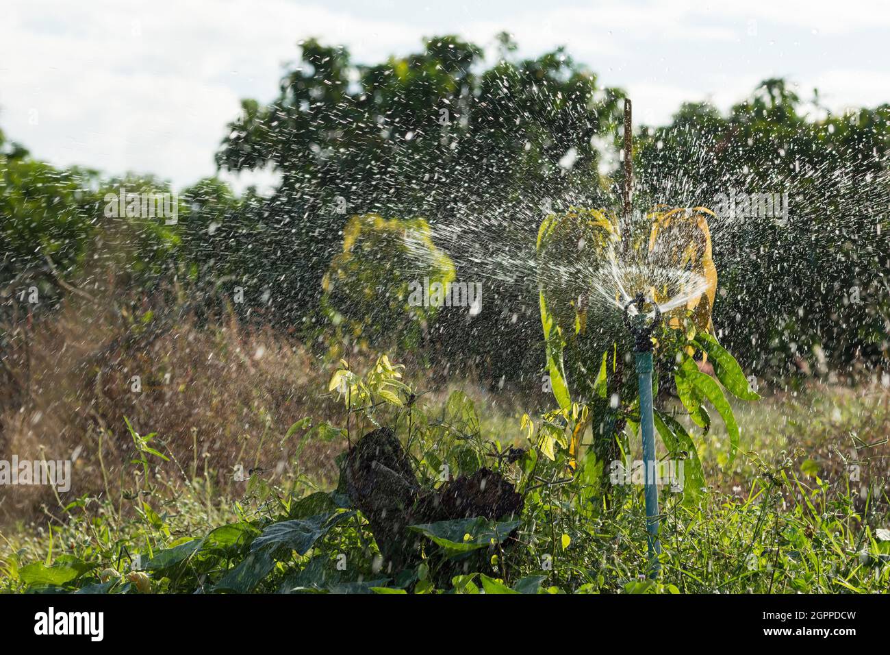 Springer water tree hi-res stock photography and images - Alamy