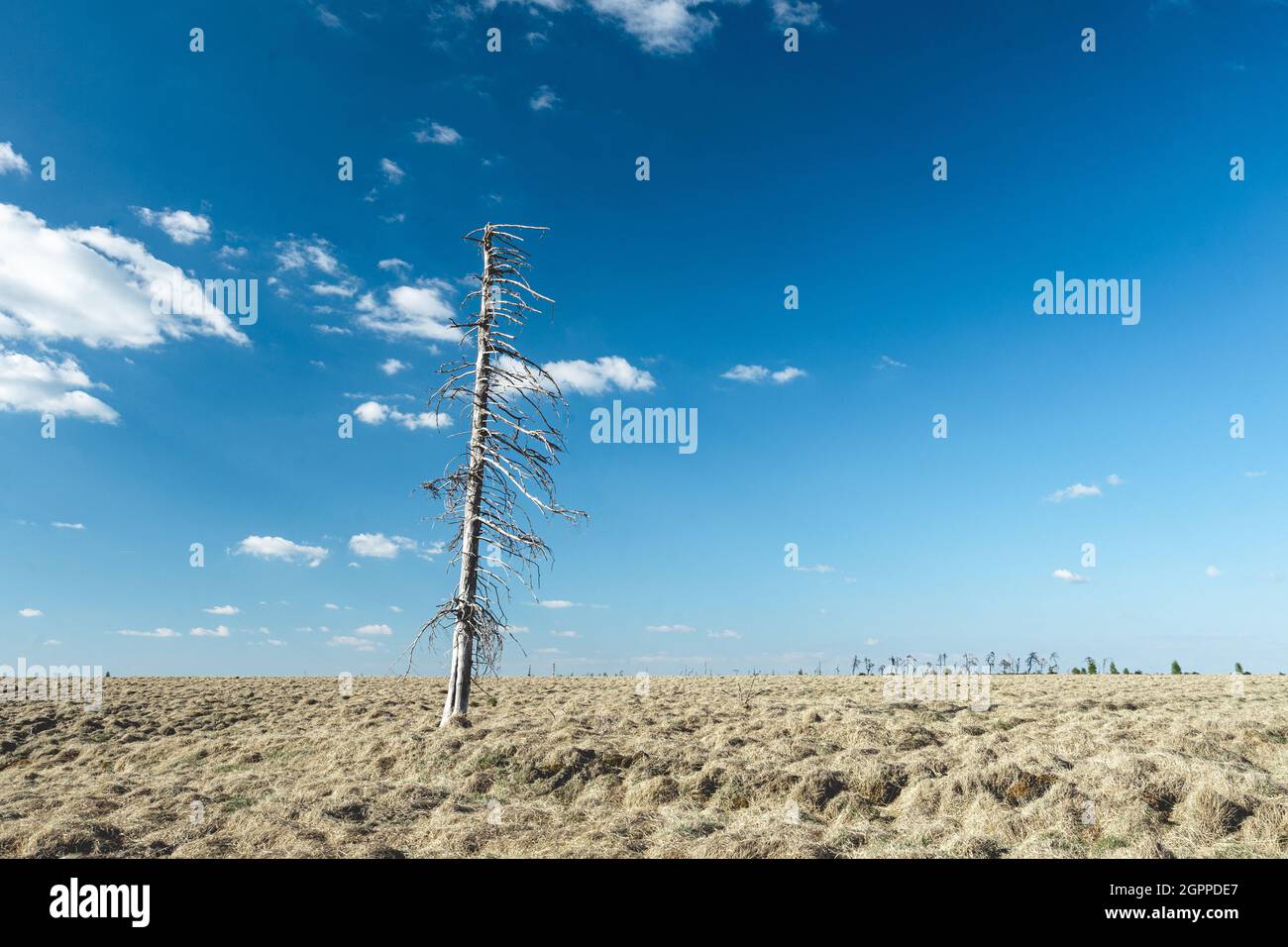 Les Haute Fagnes, Part of the Belgium Ardennes with burning trees Stock ...