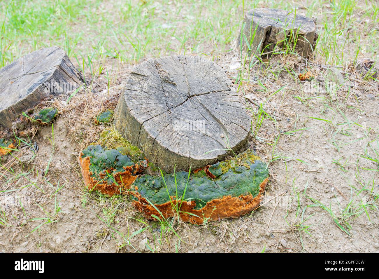 Fungus growing in damp grass hi-res stock photography and images - Alamy