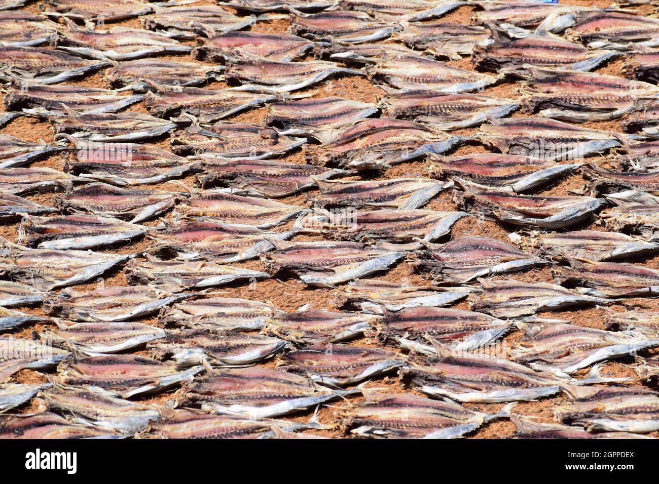 Fish drying process on the sandy ground at coastline Stock Photo - Alamy
