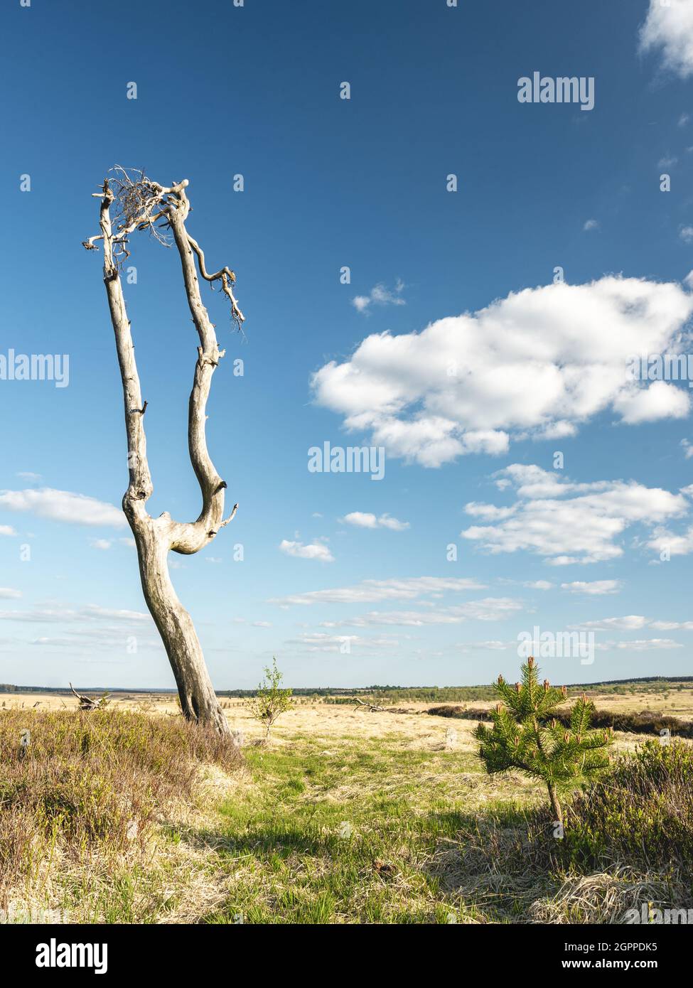 Les Haute Fagnes, Part of the Belgium Ardennes with burning trees Stock ...
