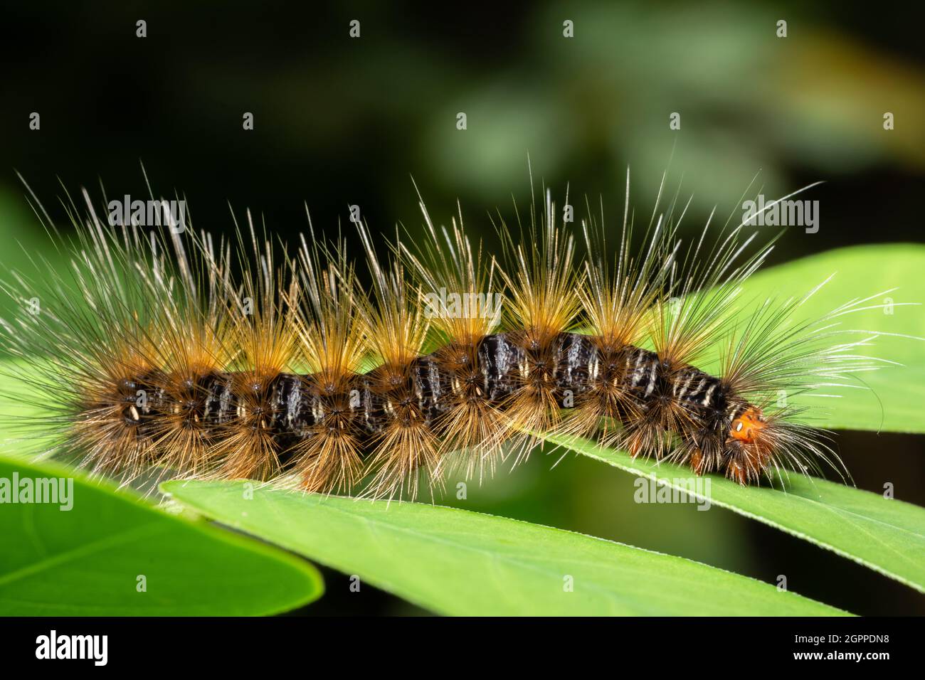 Macro background, worm on leaf Stock Photo - Alamy