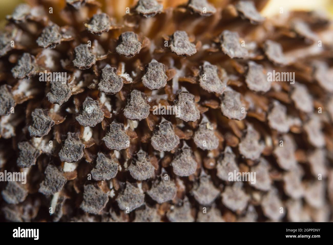 Background macro wildflower Stock Photo - Alamy
