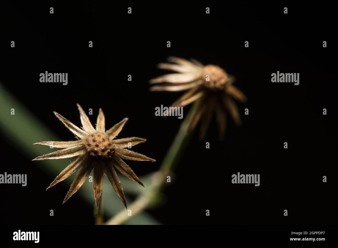 Background macro wildflower Stock Photo - Alamy