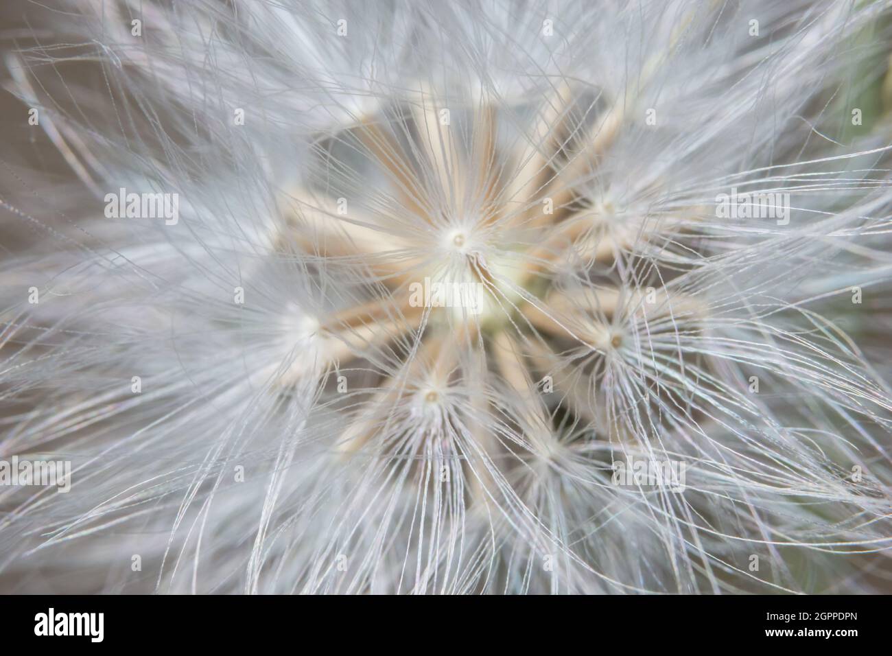 Background macro wildflower Stock Photo - Alamy