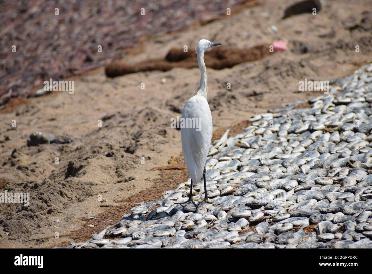Preliminary processing of fish hi-res stock photography and images - Alamy