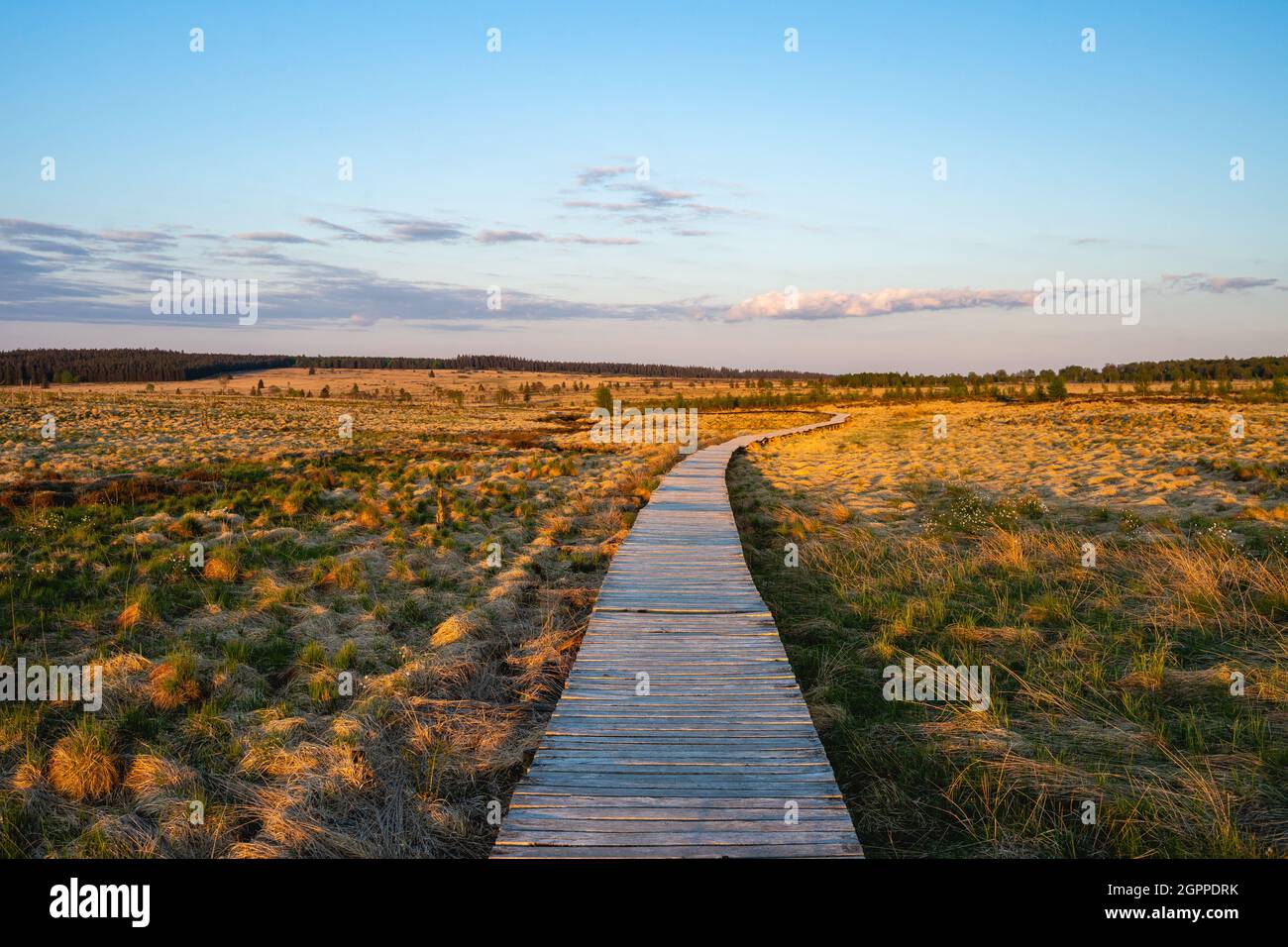 Les Haute Fagnes, Part of the Belgium Ardennes with burning trees Stock ...
