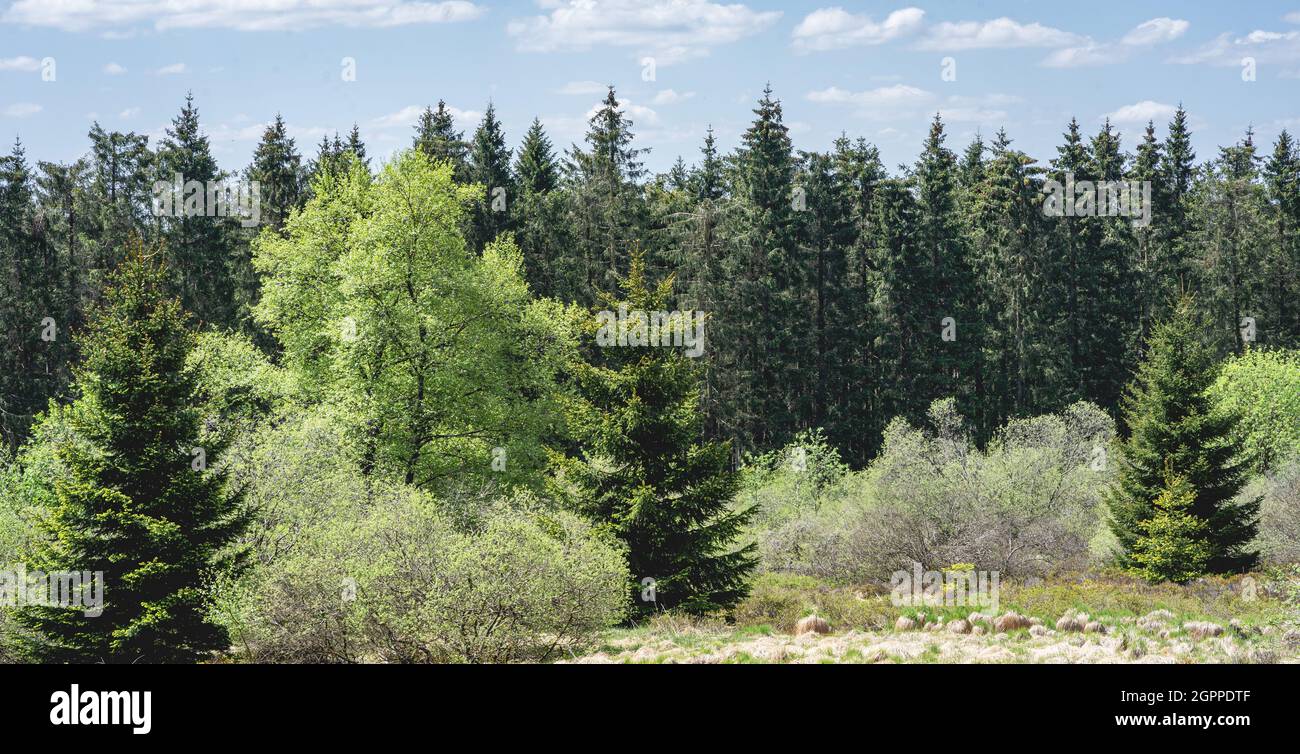 Les Haute Fagnes, Part of the Belgium Ardennes with burning trees Stock ...