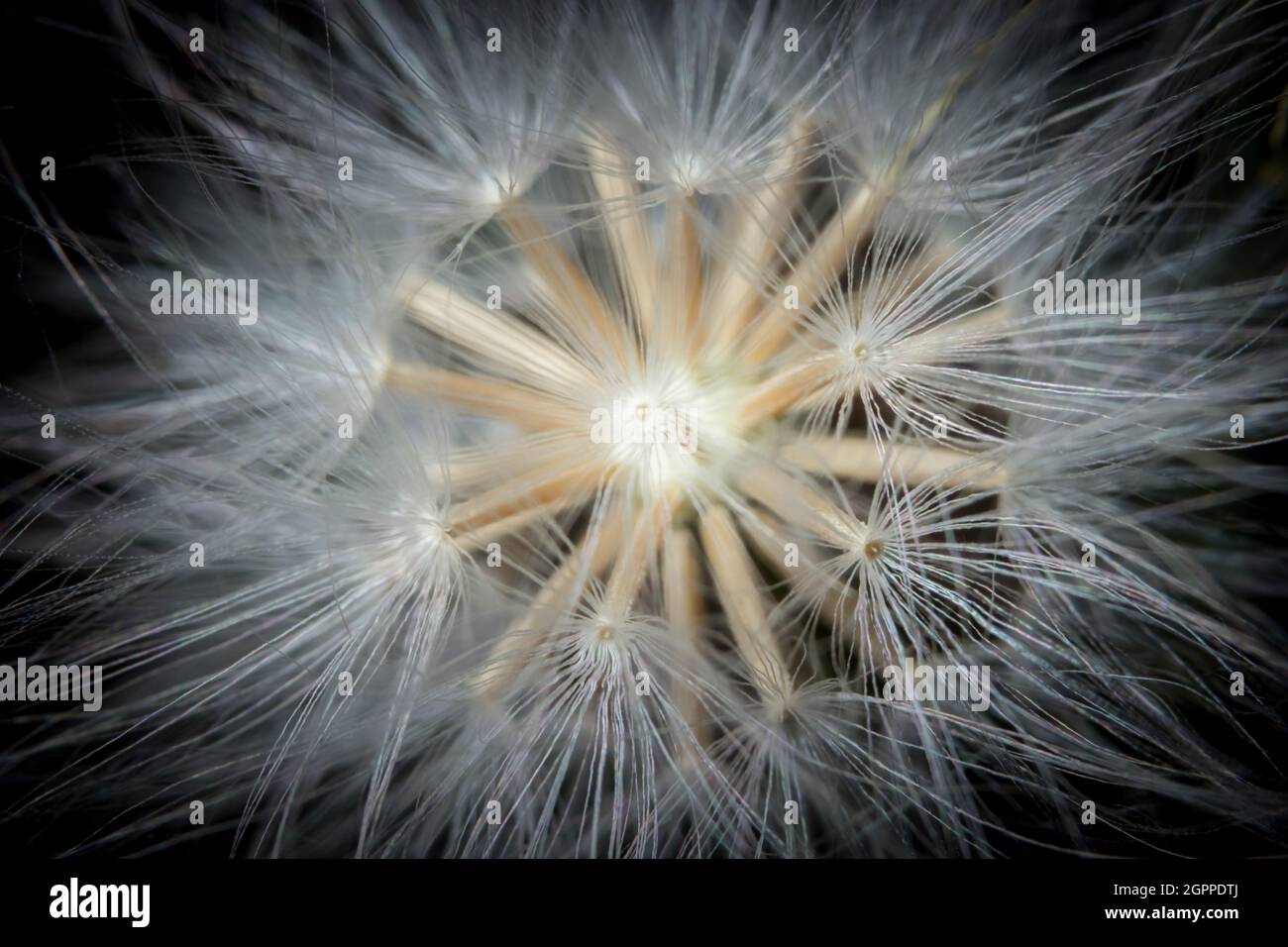 Background macro wildflower Stock Photo - Alamy