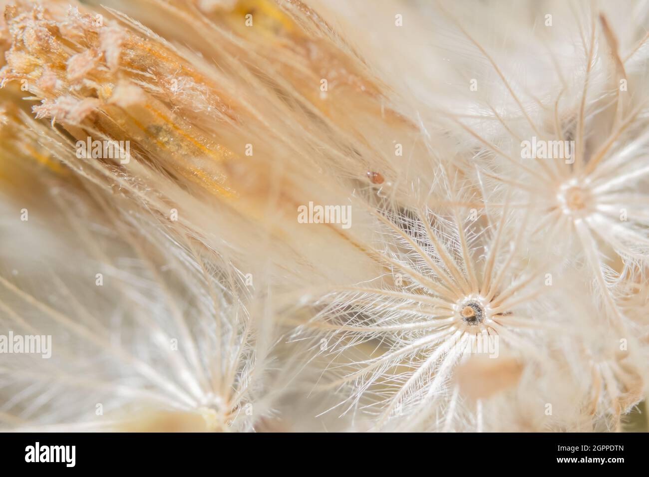 Background macro wildflower Stock Photo - Alamy