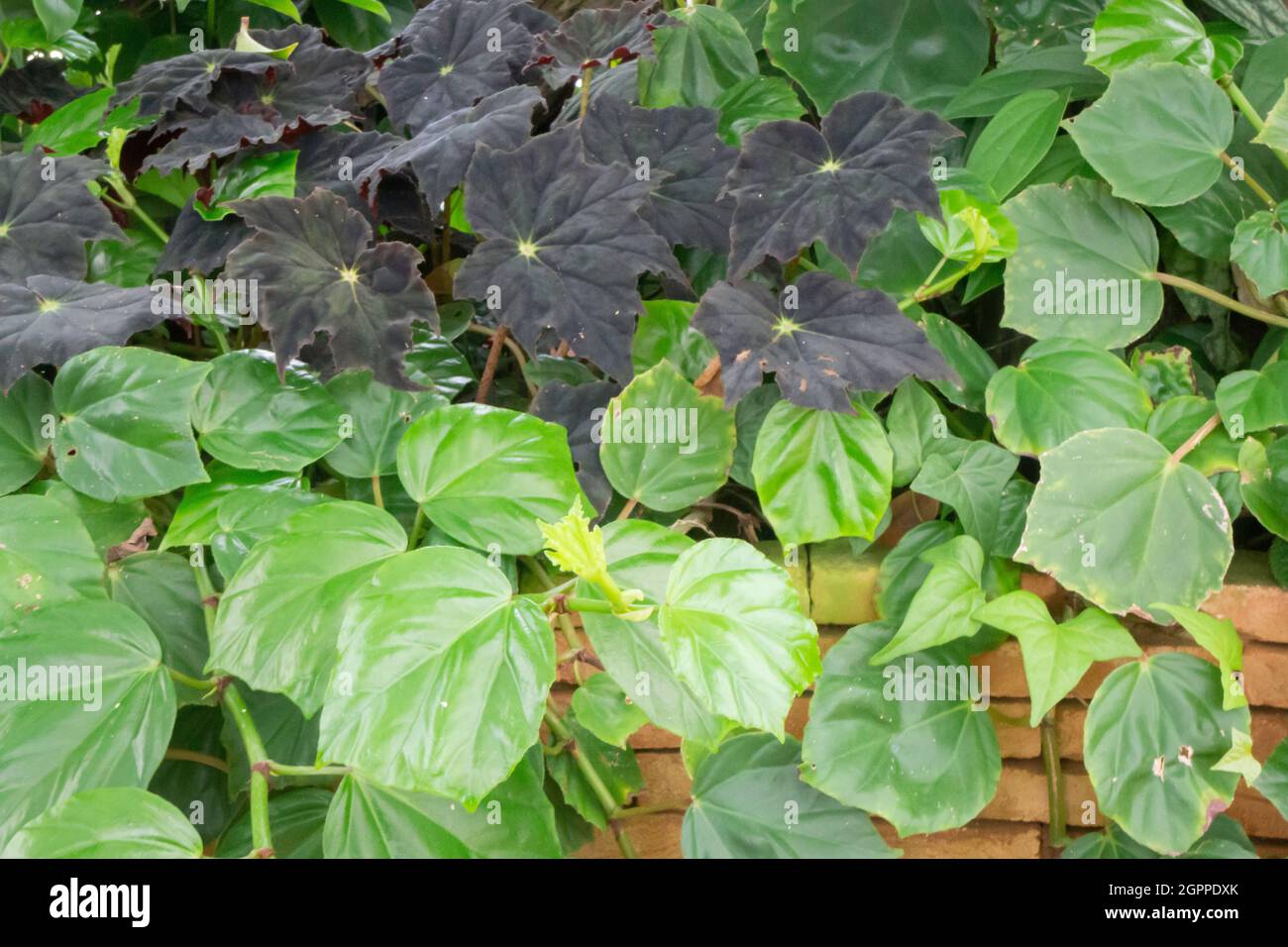 Green leaves plant in botanic garden, stock photo Stock Photo - Alamy