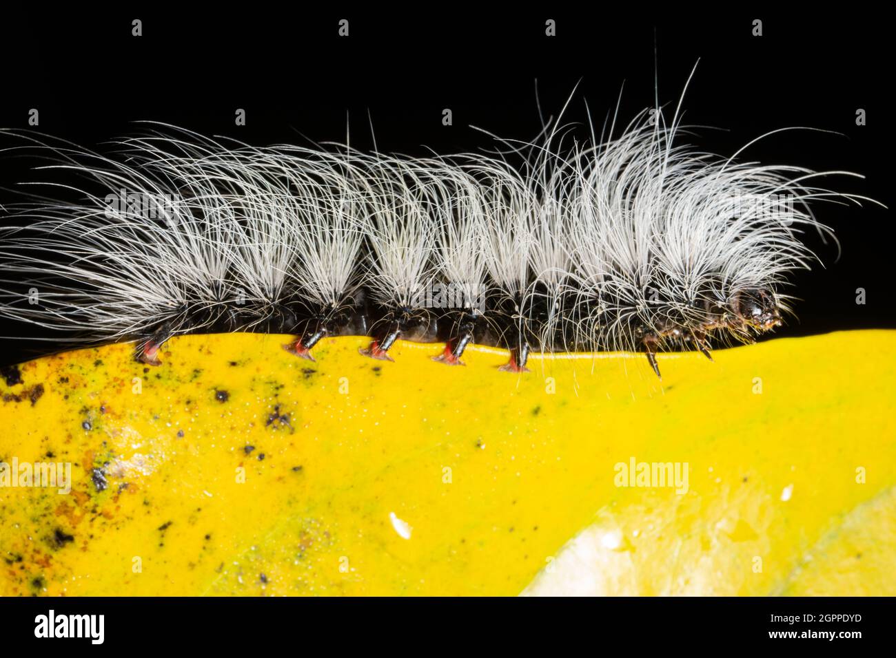 Worm Macro on a Wood Stock Photo - Alamy