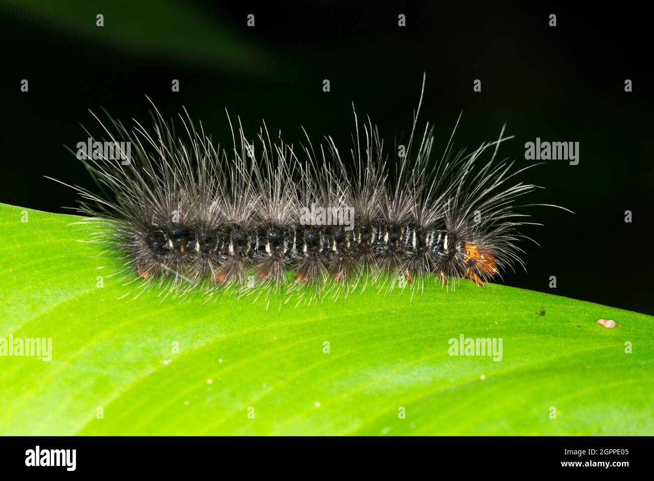 Worm Macro on a Wood Stock Photo - Alamy