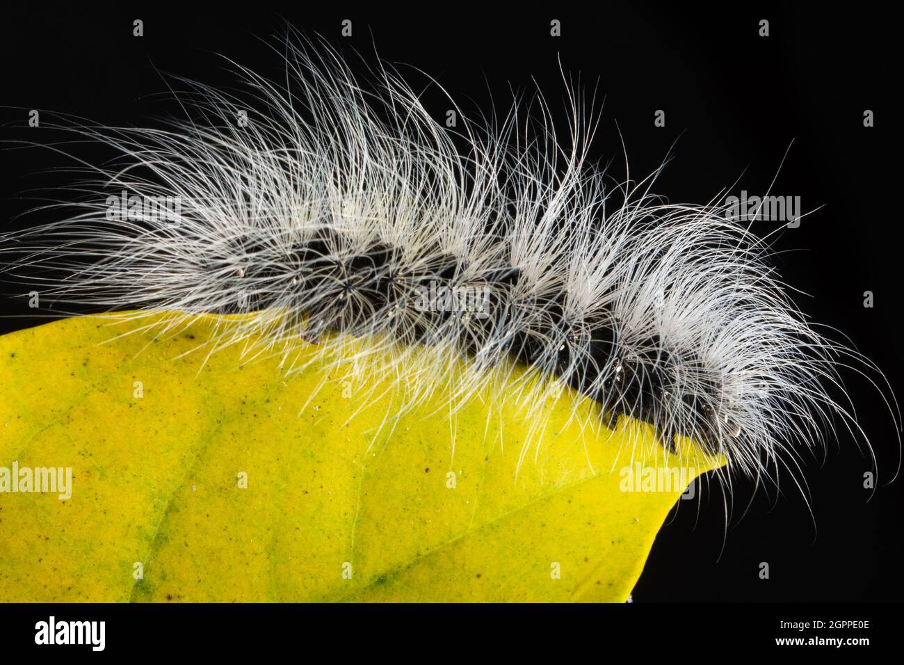 Worm Macro on a Wood Stock Photo - Alamy