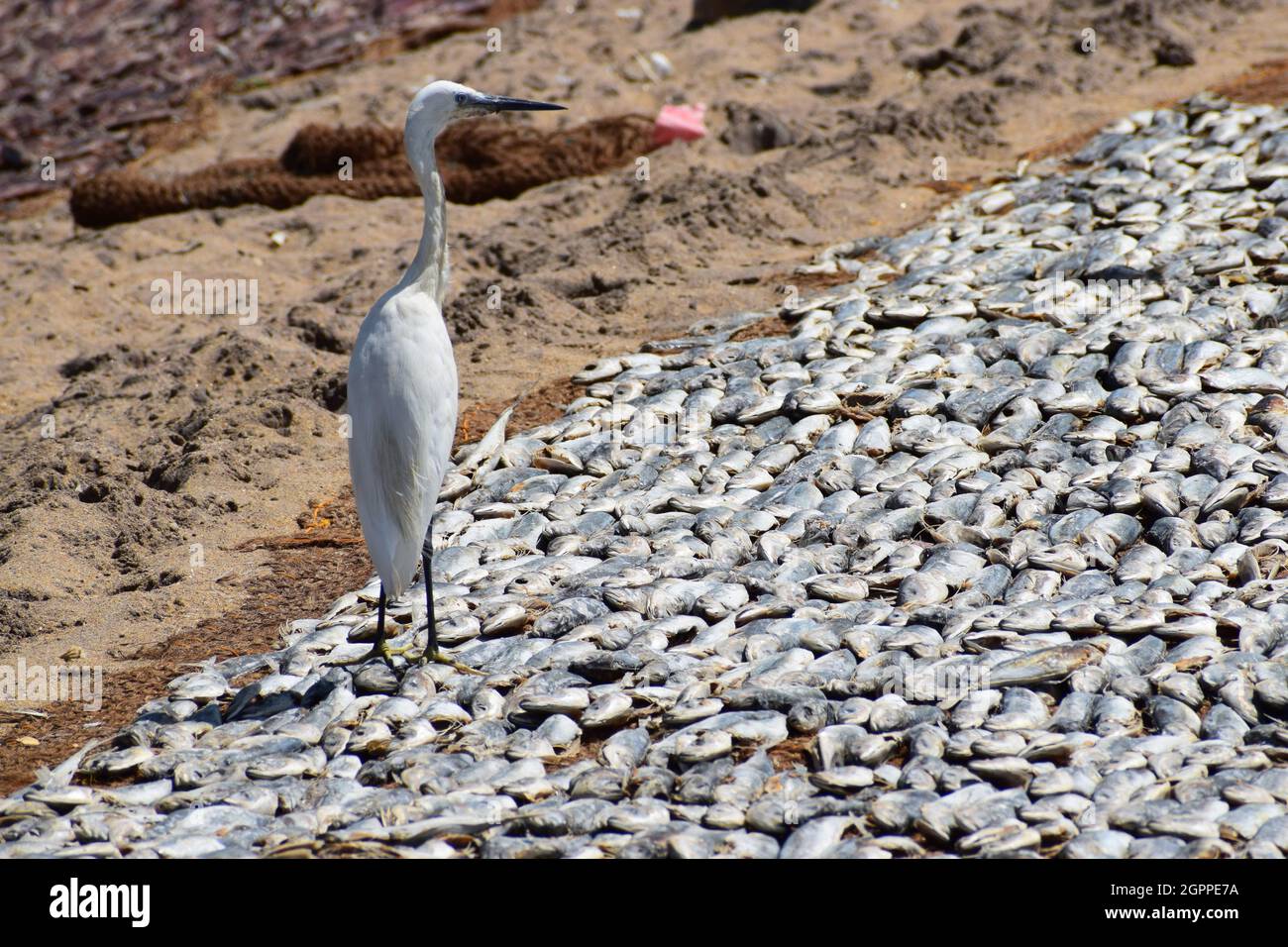 Preliminary processing of fish hi-res stock photography and images - Alamy